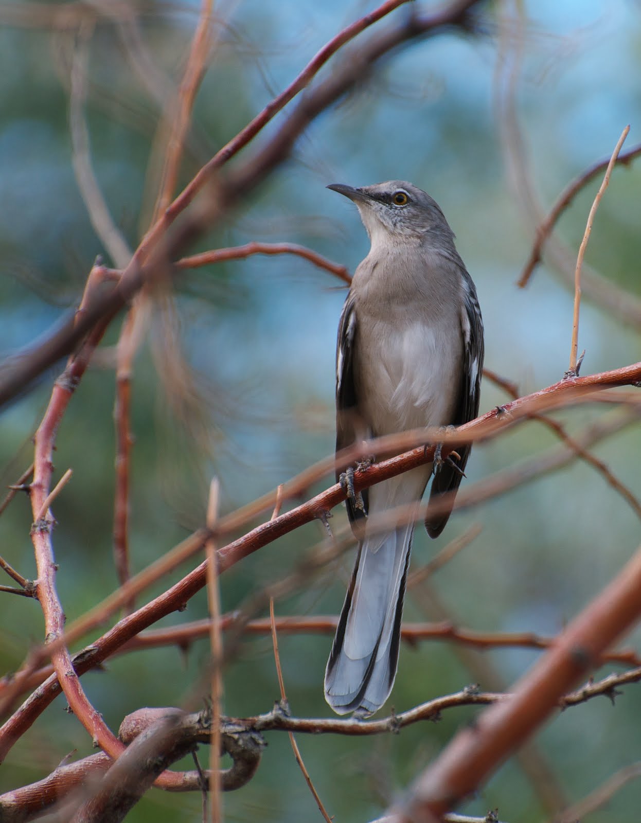 NW Bird Blog: Northern Mockingbird